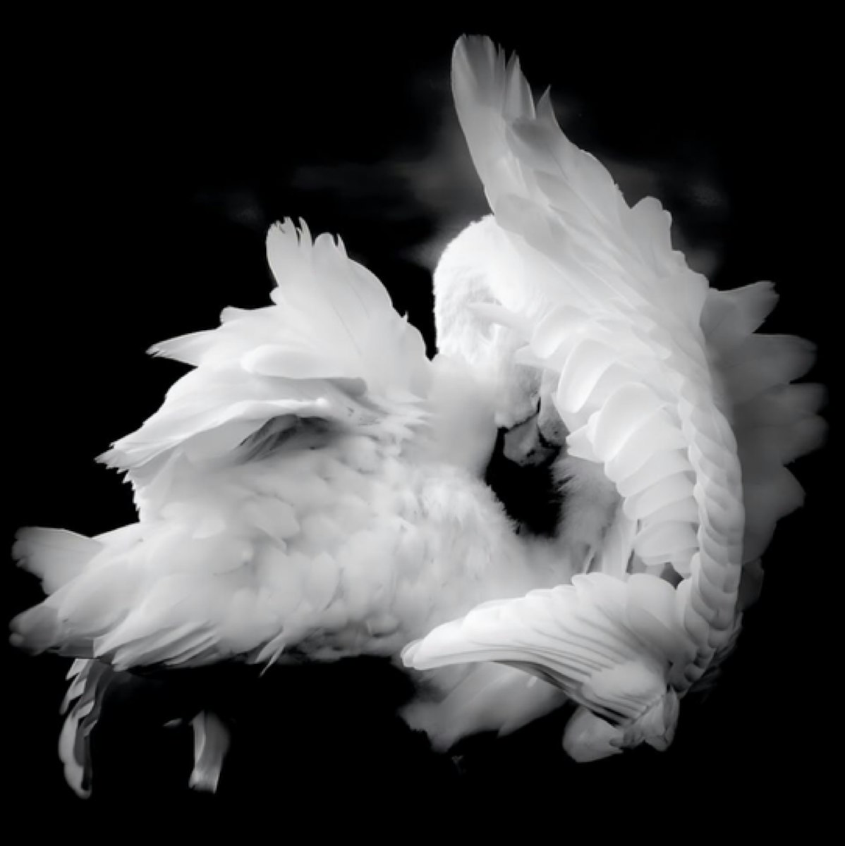 Beauty of Animals | cizucu | cizucu