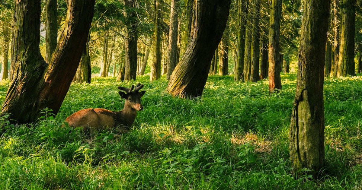 Sunlit Days | cizucu | cizucu