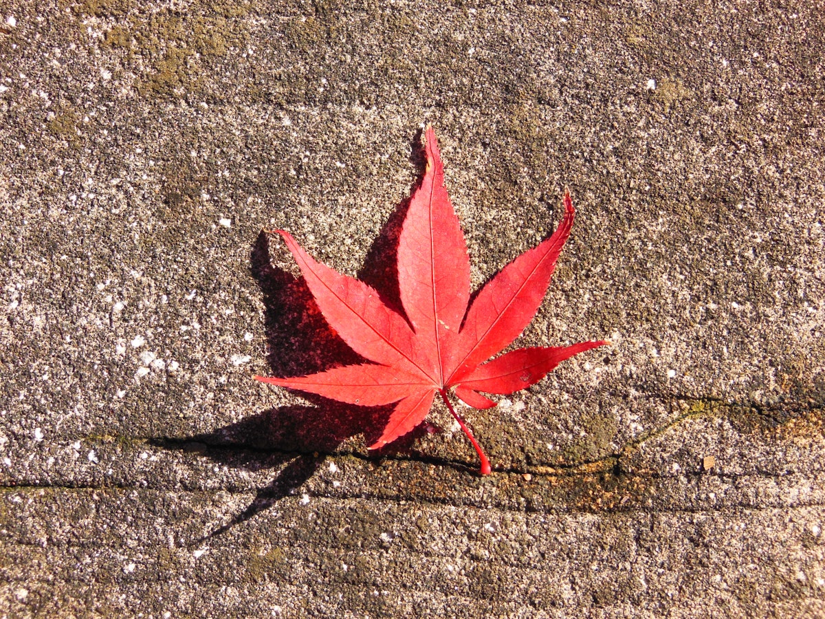 Maple Leaf Shadow Photos | Download Royalty-Free Images & High ...
