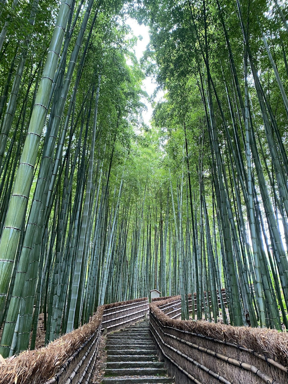 化野念仏寺の竹林 #化野念仏寺 #竹林 #京都 | AO | cizucu