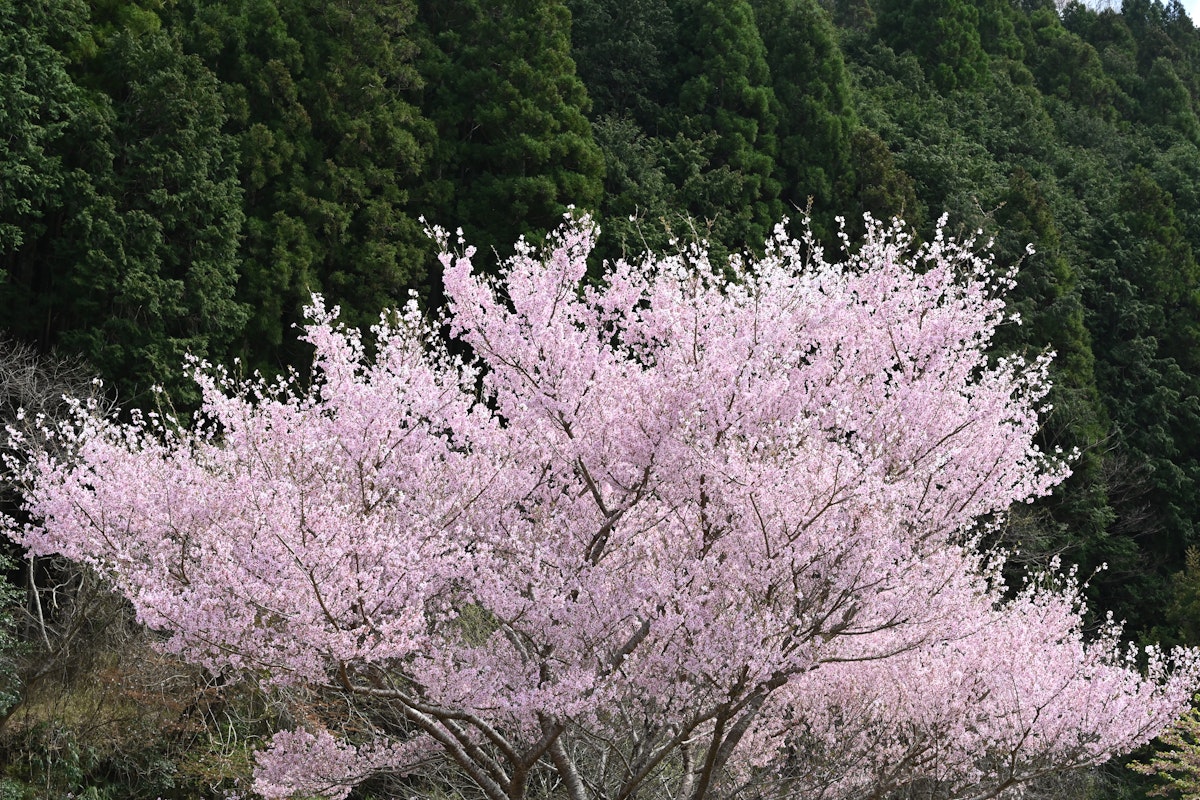 満開の桜 ＃山 | ayukawa | cizucu