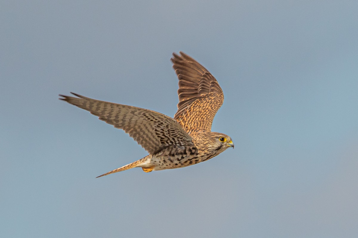 ภาพถ่าย ฮาลคอน | ดาวน์โหลดรูปภาพปลอดค่าลิขสิทธิ์และความละเอียดสูง | cizucu