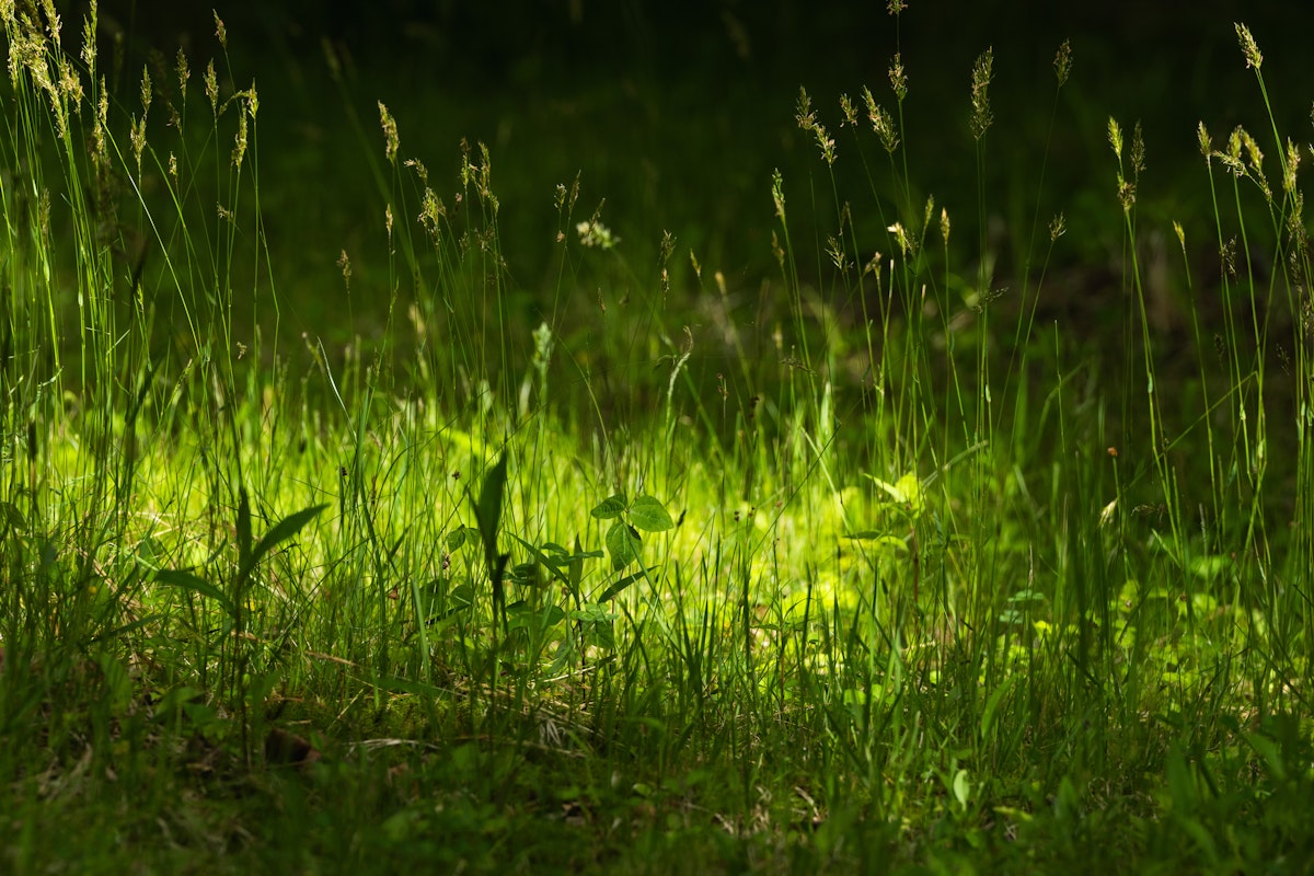 名もわからない雑草の中のオアシス | kokoro | cizucu