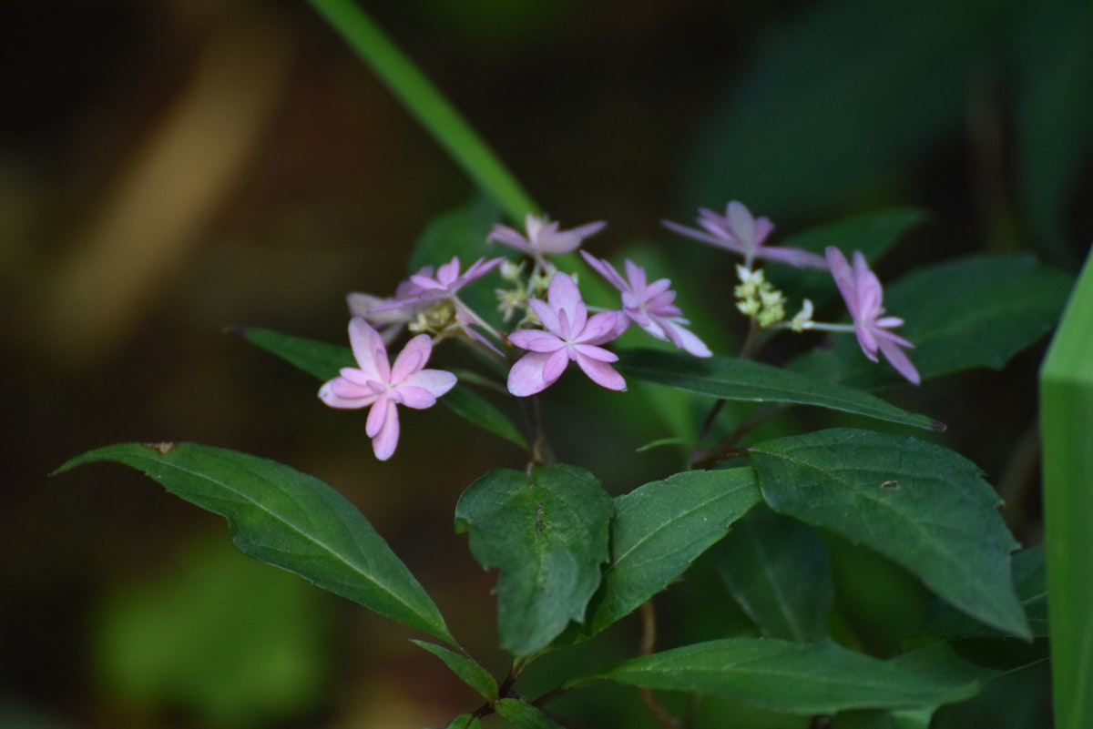 ＃山アジサイ 乙女の舞（オトメノマイ） | ayukawa | cizucu