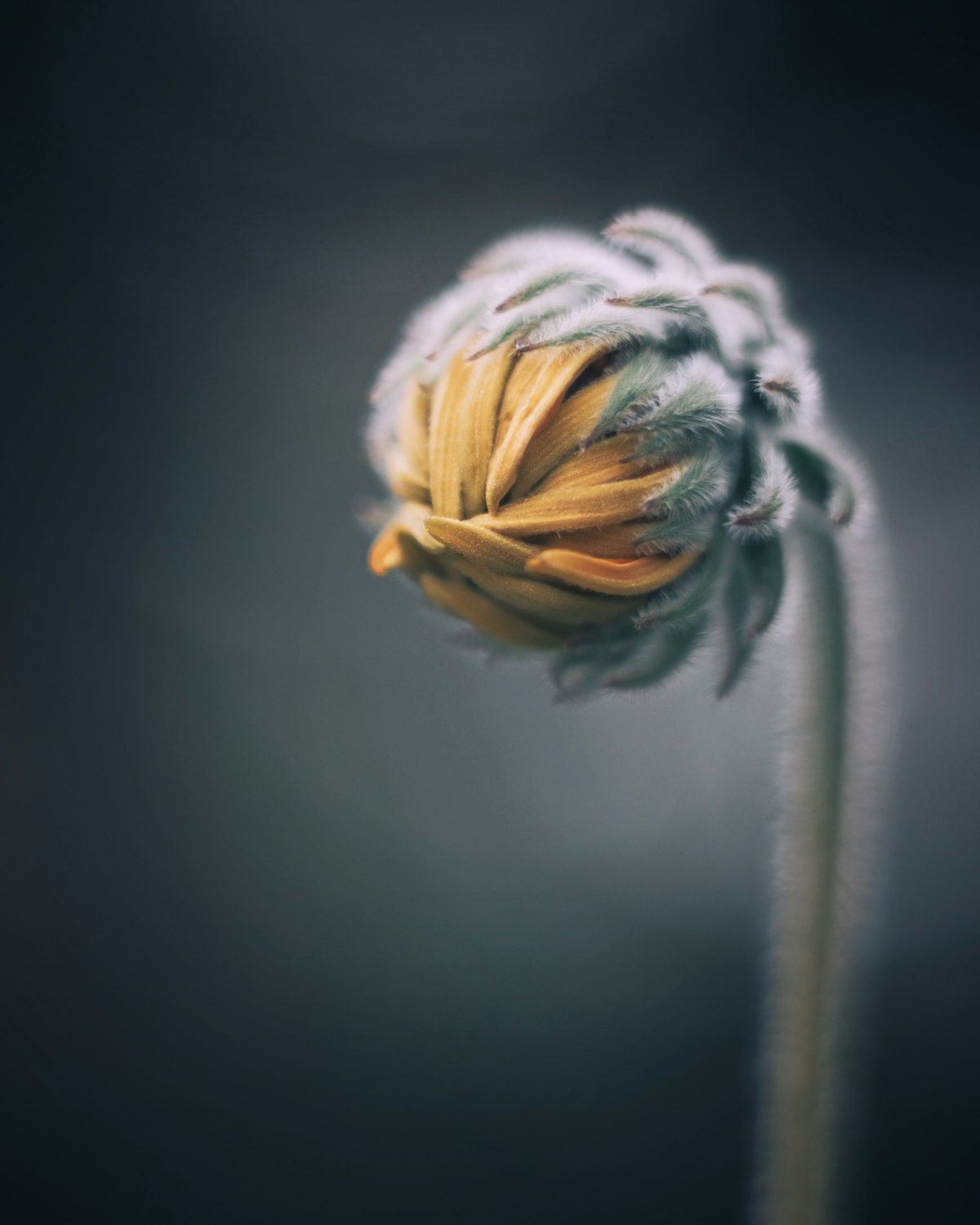 Macro Textures Photos | Download Royalty-Free Images & High-Resolution ...