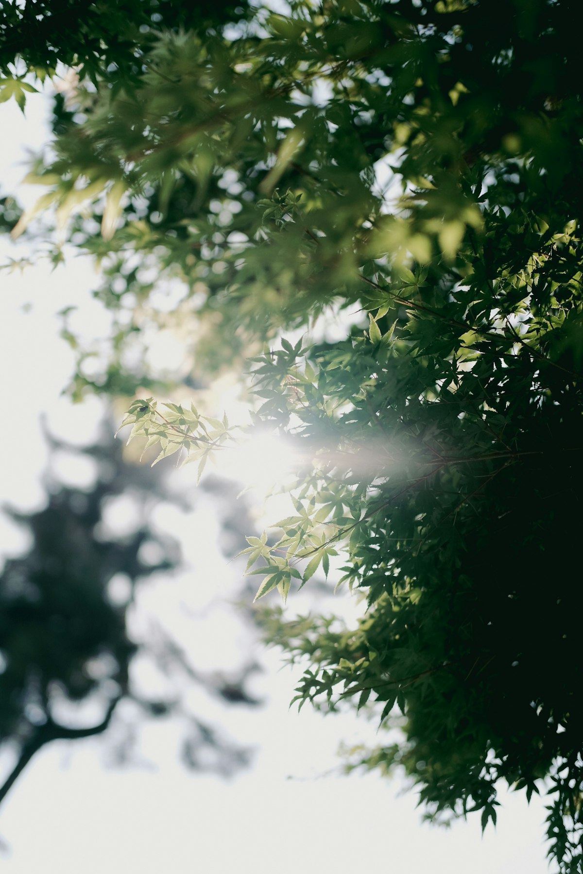 緑光 #green | Jin | cizucu