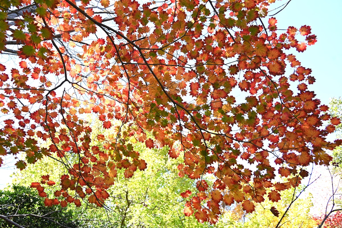 ต้นไม้ใบผลัดの写真 | cizucu