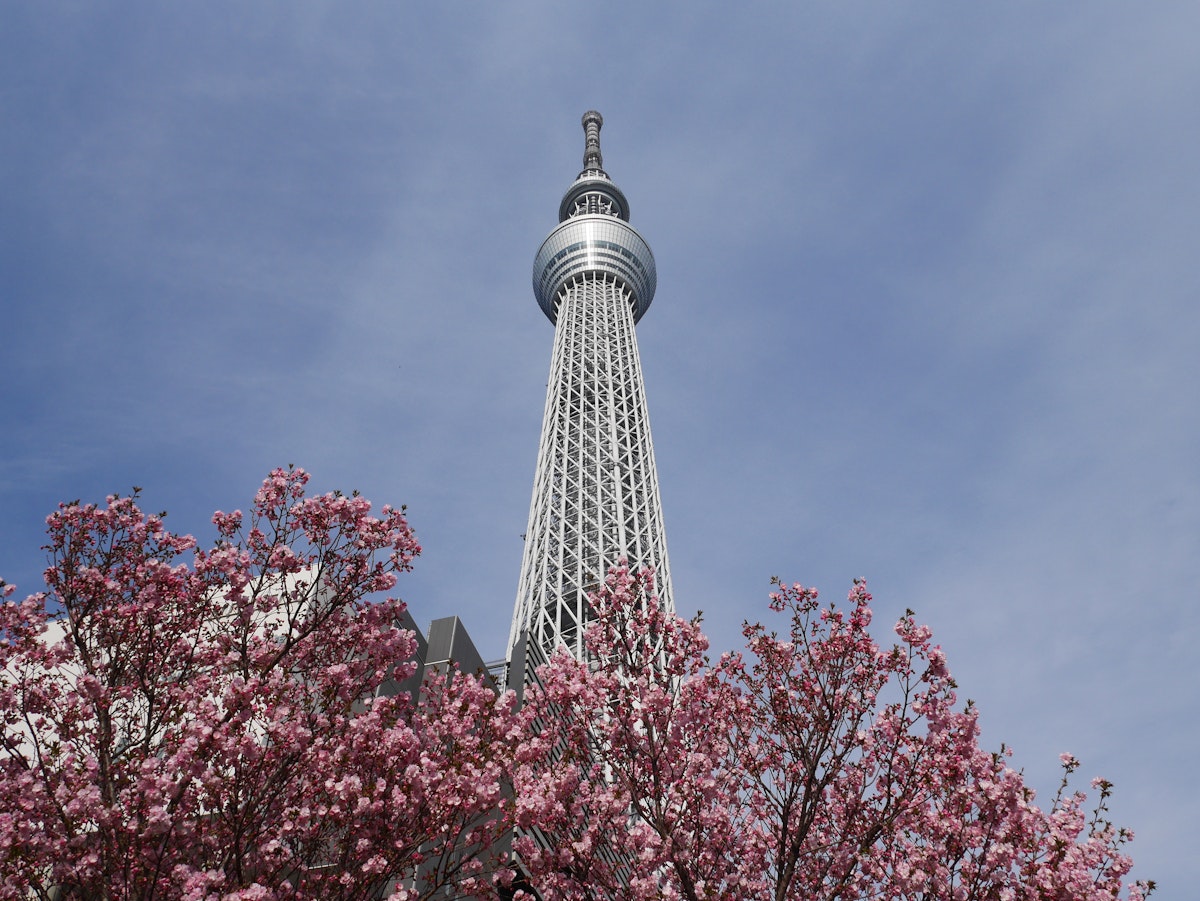 #桜 #東京スカイツリー #春 | Wendy | cizucu