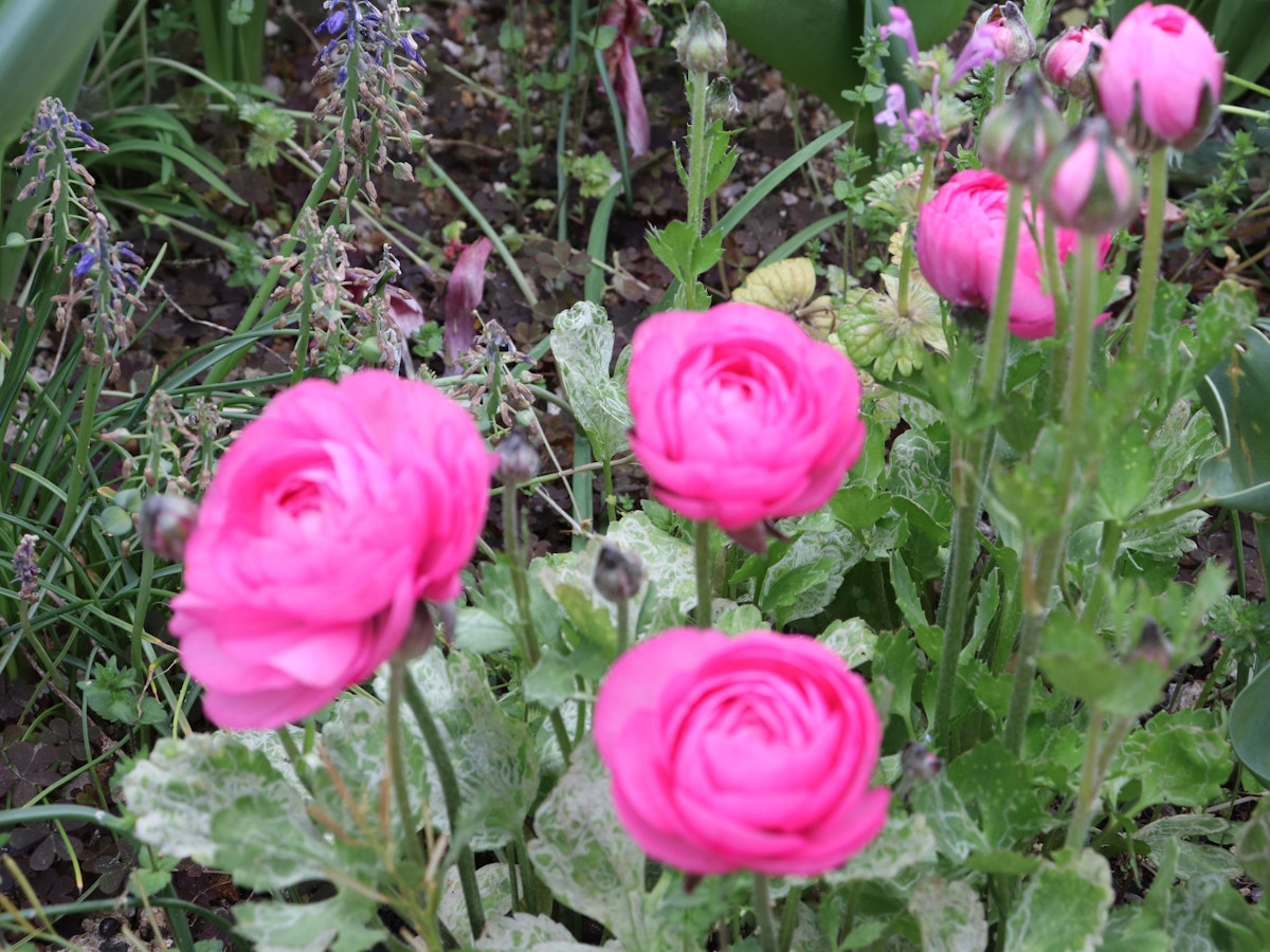 Ranúnculo Photos | Download Royalty-Free Images & High-Resolution Pictures | cizucu