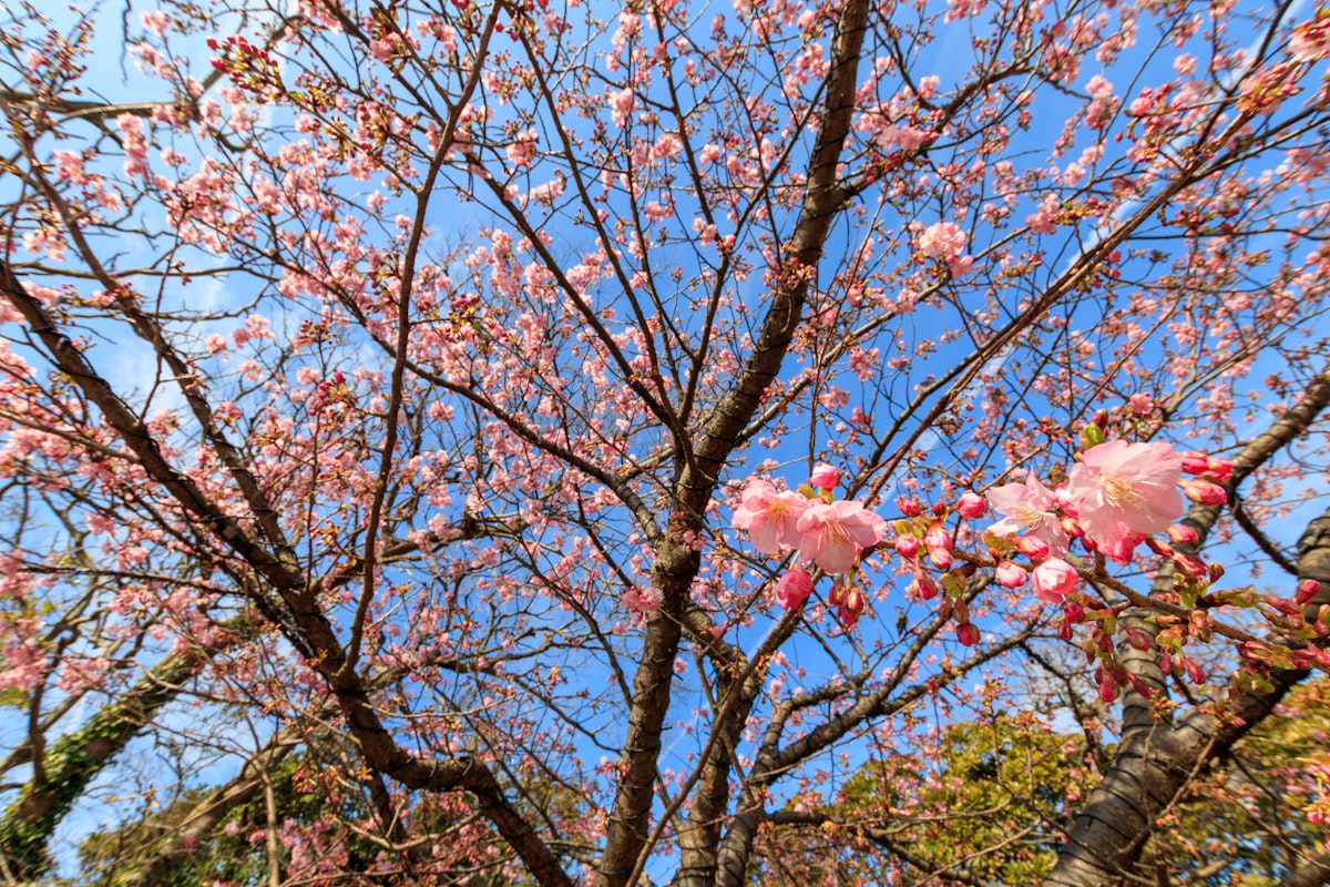 あおねこ | cizucu