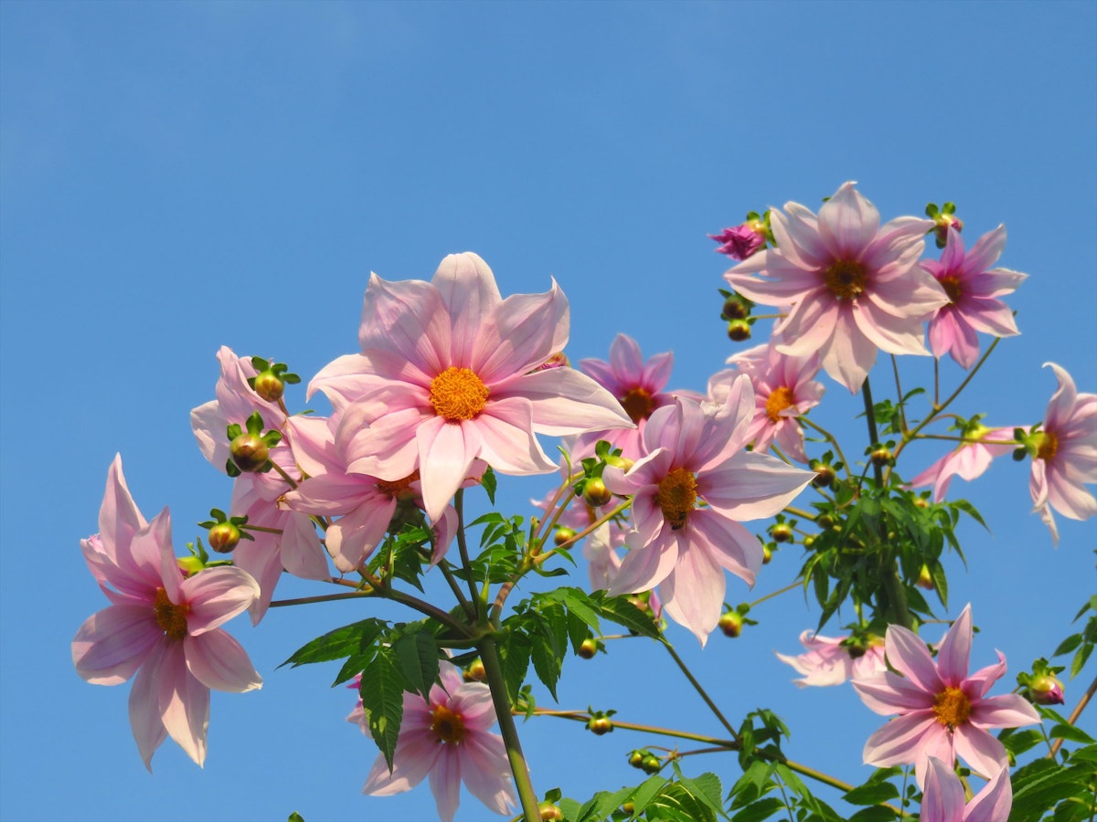 あんだば | cizucu