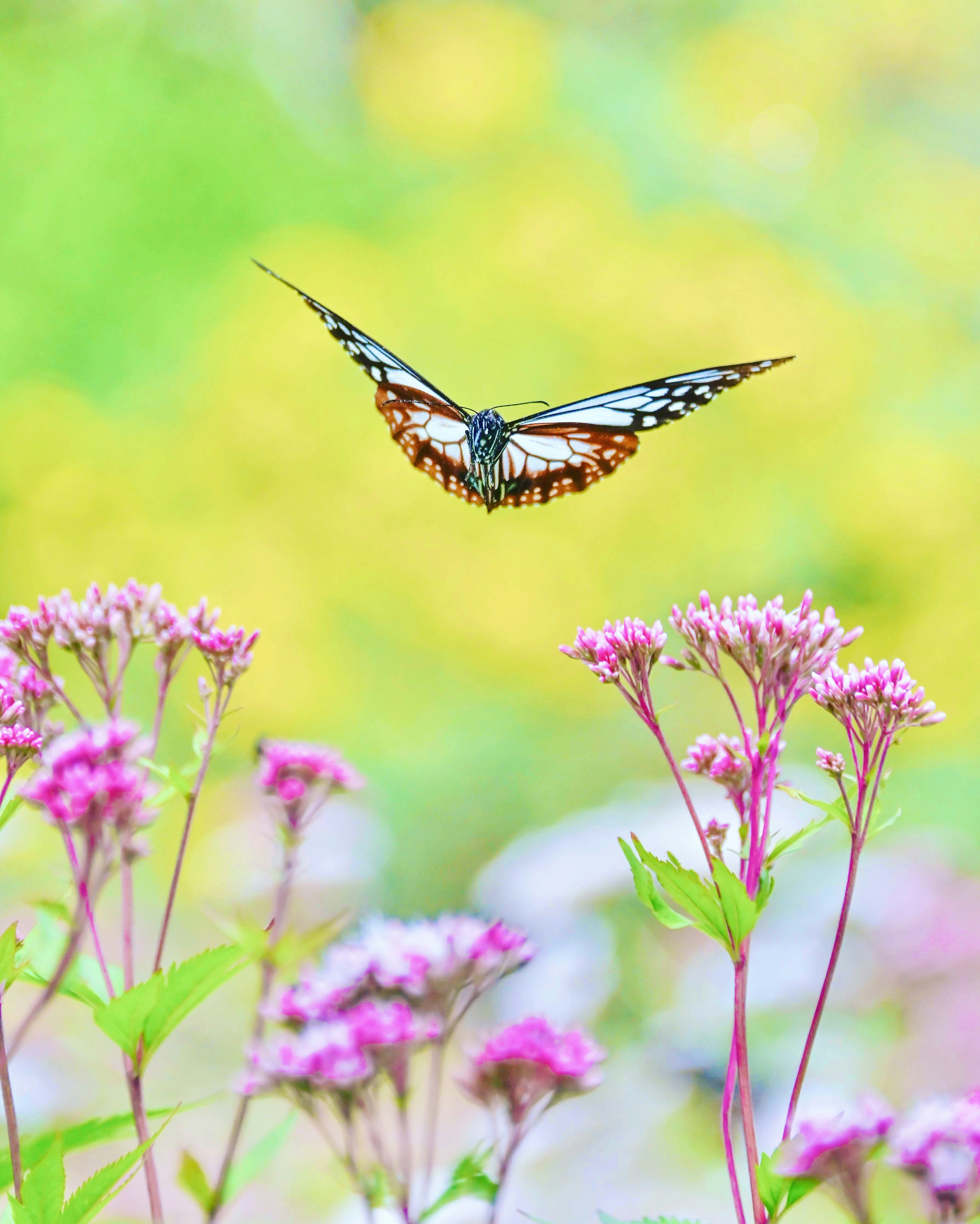 Hermosas Mariposas Volando
