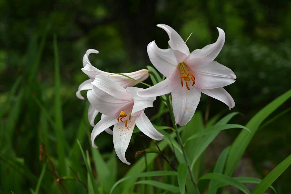 ＃ササユリ咲く 薄いピンクの可愛い花 | ayukawa | cizucu