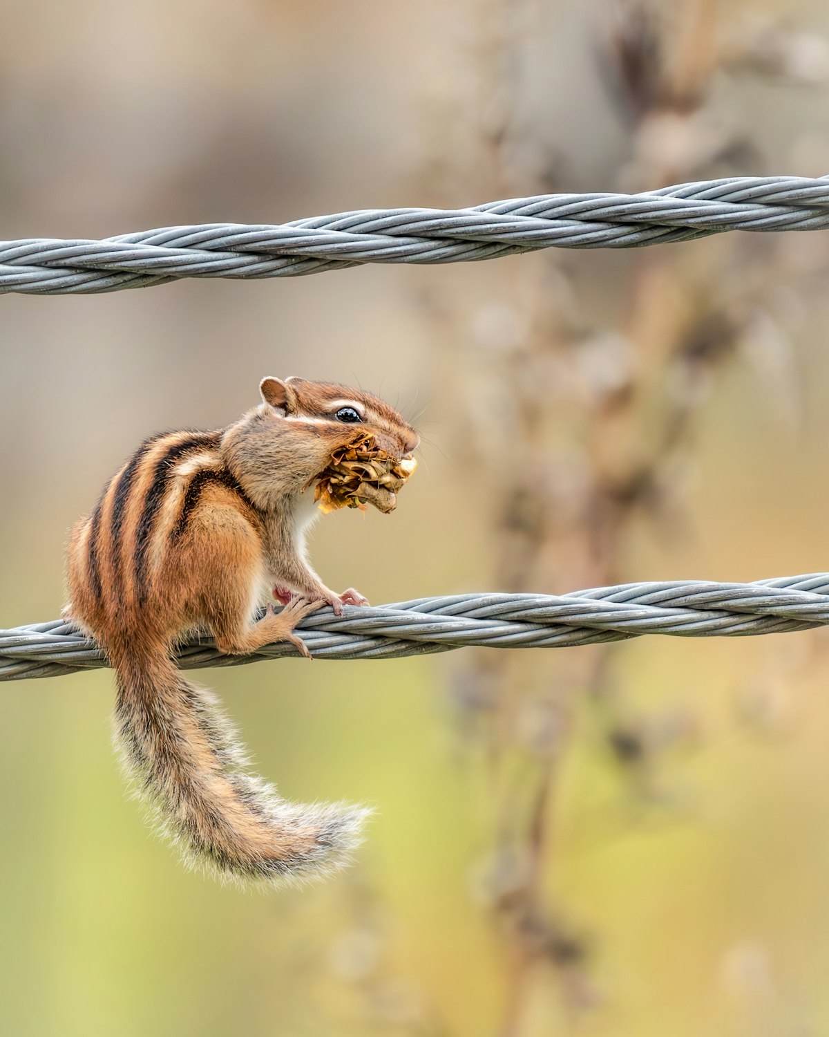 철사 Photos | Download Royalty-Free Images & High-Resolution Pictures | cizucu