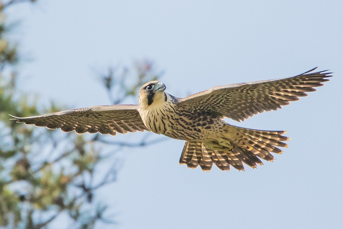 ハヤブサ幼鳥 #ハヤブサ #隼 #野鳥 #鳥 | AYUMOON | cizucu