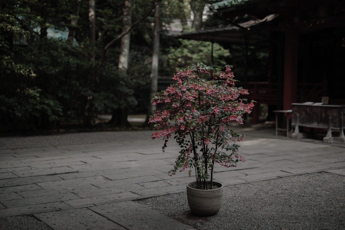 ต้นไม้ในกระถาง Photos | cizucu