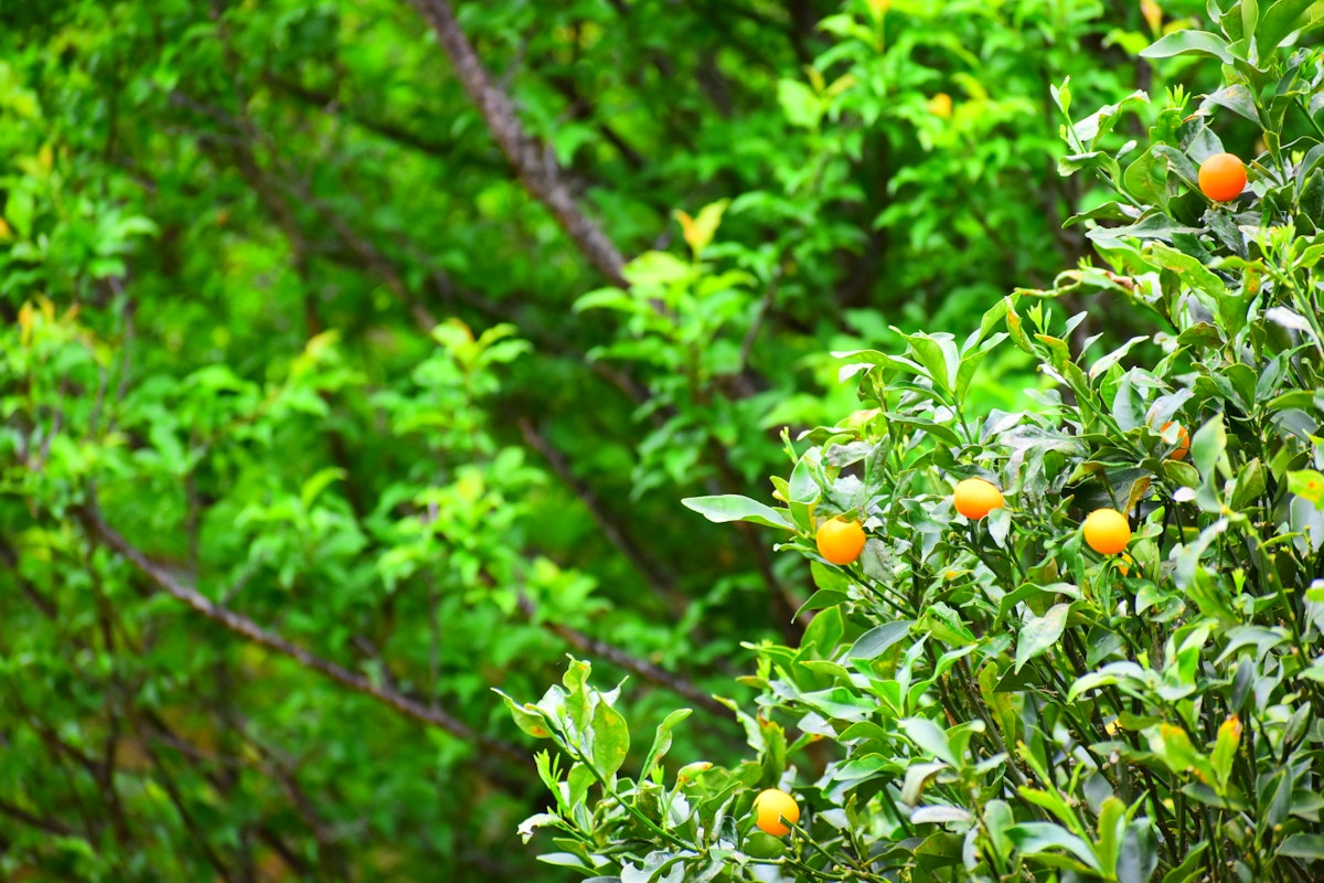 étang Photos | cizucu