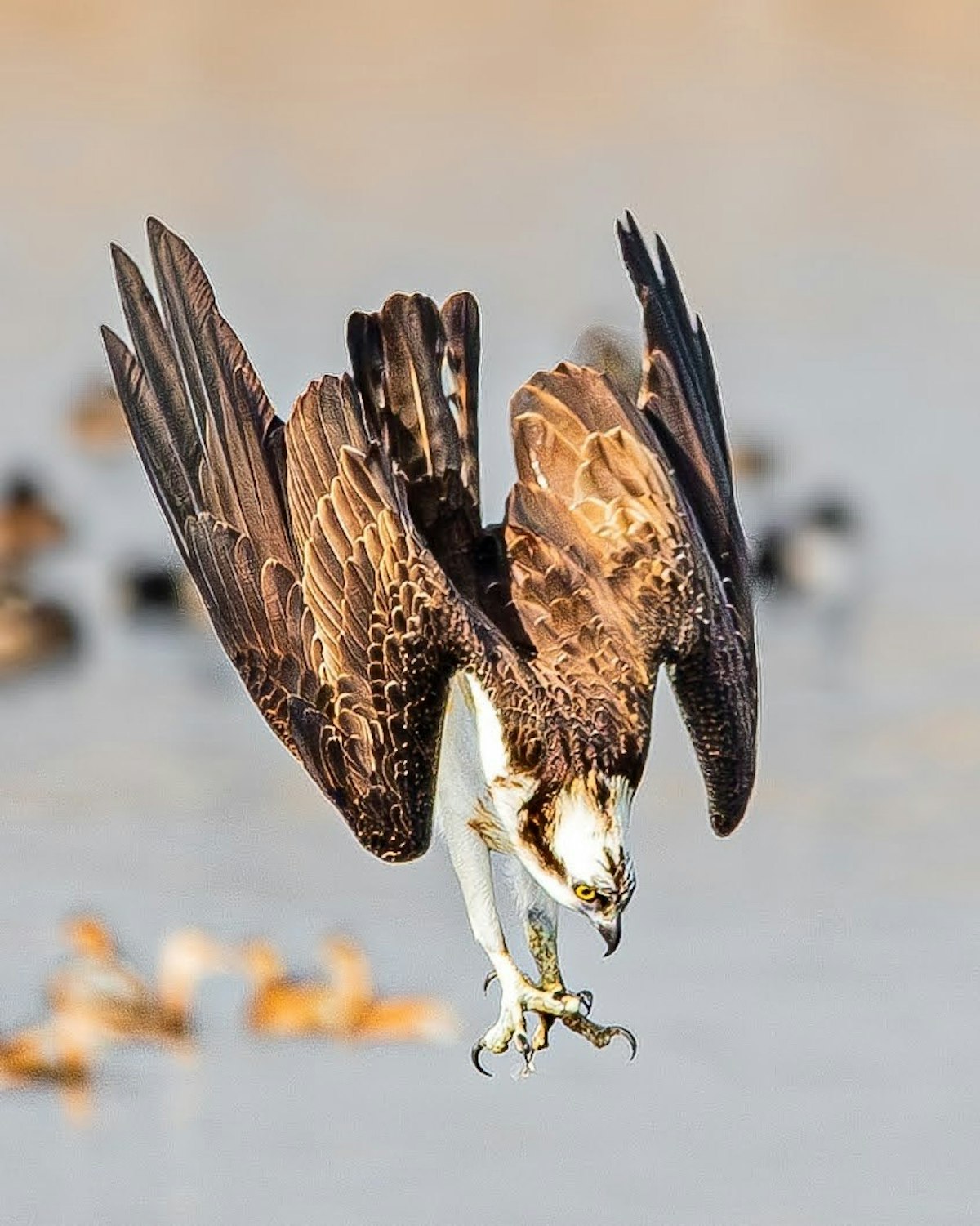 ずっと狙っていたミサゴのダイブ。やっと近くで見ることができました。 #ミサゴ #ダーウィンポーズ #飛翔 #野鳥 #鳥 | AYUMOON | cizucu