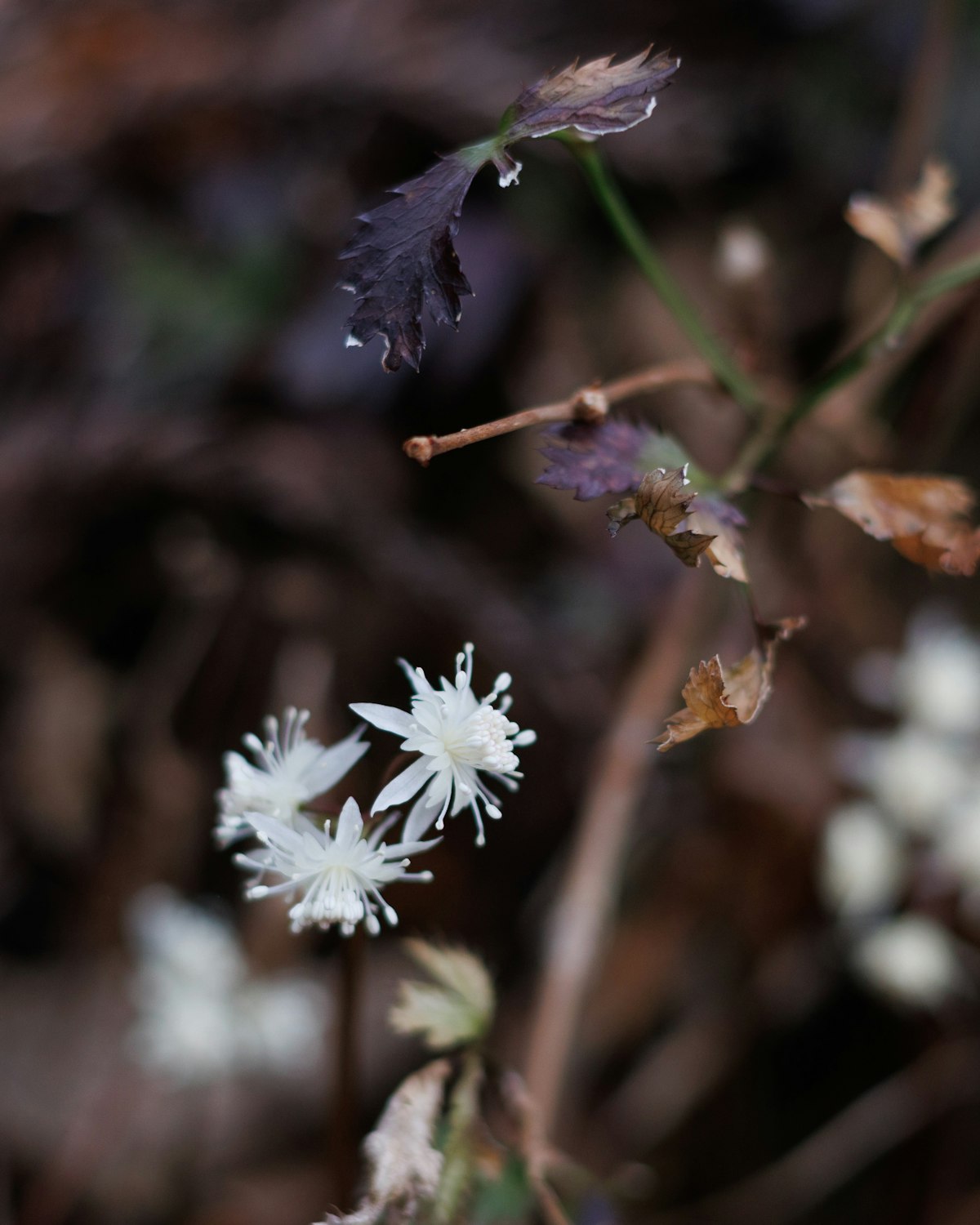 Fotos de ใบร่วง | Descarga imágenes libres de derechos y en alta resolución | cizucu