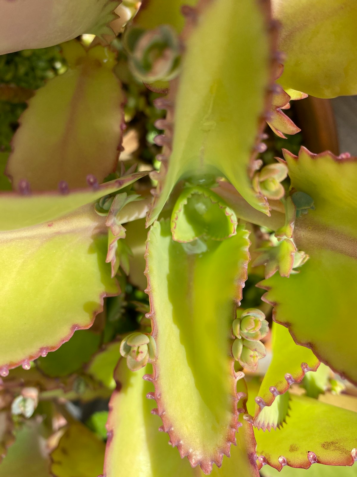 ใบพืชอวบน้ำの写真 | ロイヤリティフリー & 高解像度画像を無料ダウンロード | cizucu