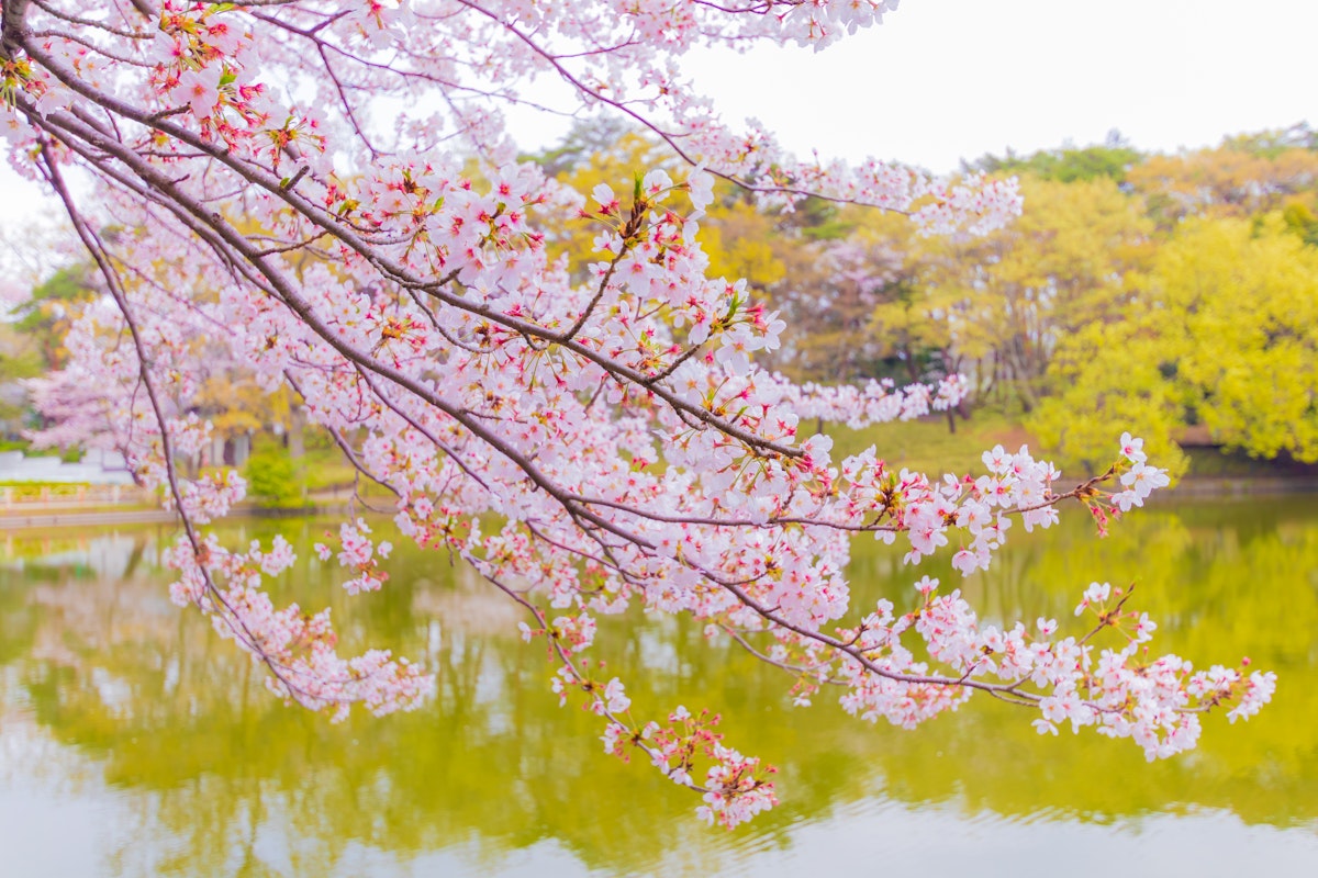 あおねこ | cizucu