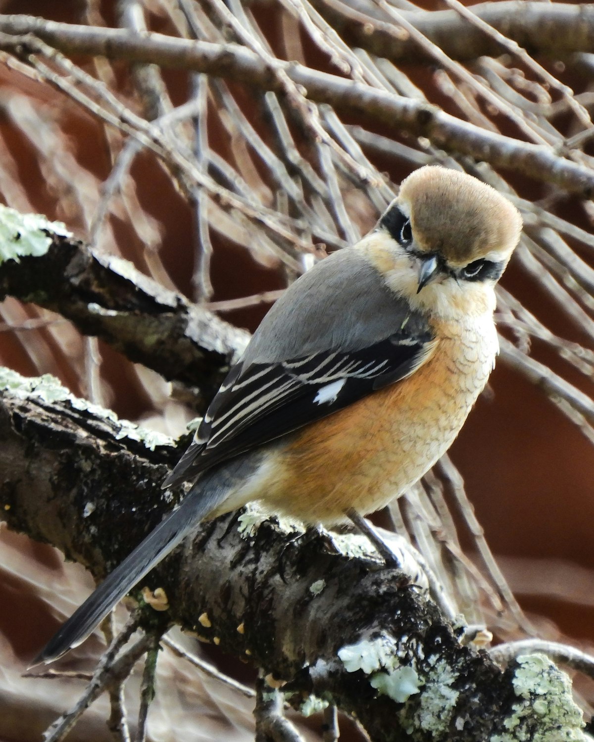 「植物園の野鳥」 縄張り争いが始まっているのか…睨みを利かせている百舌鳥は迫力満点です。 #京都府立植物園 #2024 | kahoru | cizucu