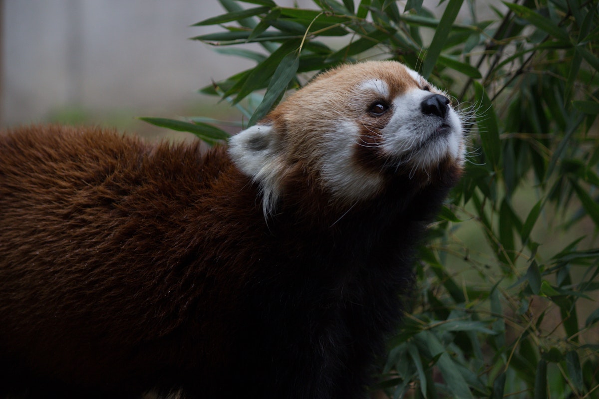 Zoo Pathways And Trails Photos | Download Royalty-Free Images & High ...