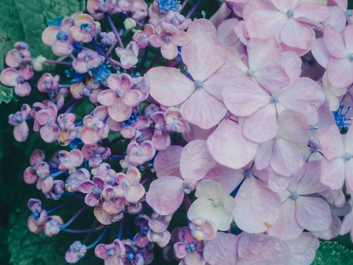pink #hydrangea #flowers | 雪杜エリ｜Eri Yukimori | cizucu