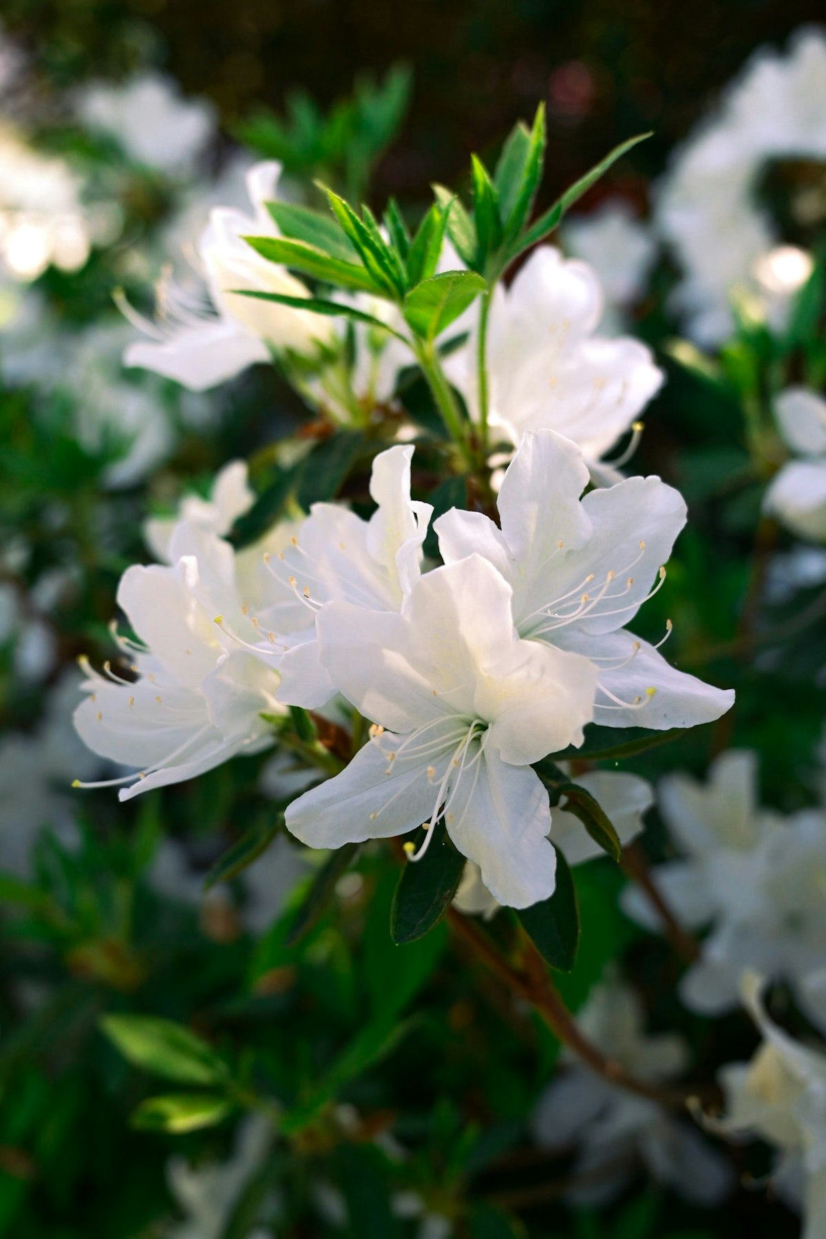 Green Landscaping Ideas Photos | Download Royalty-Free Images & High-Resolution Pictures | cizucu