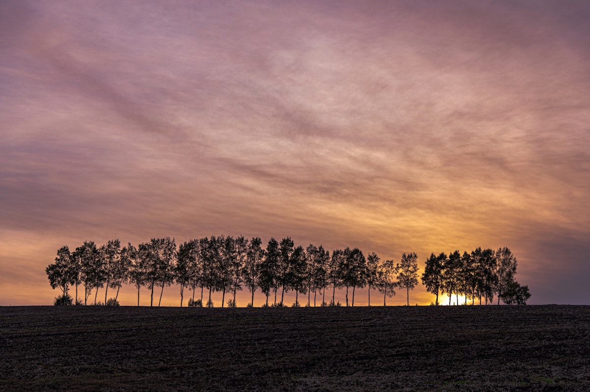 ต้นไม้เงาの写真 | cizucu