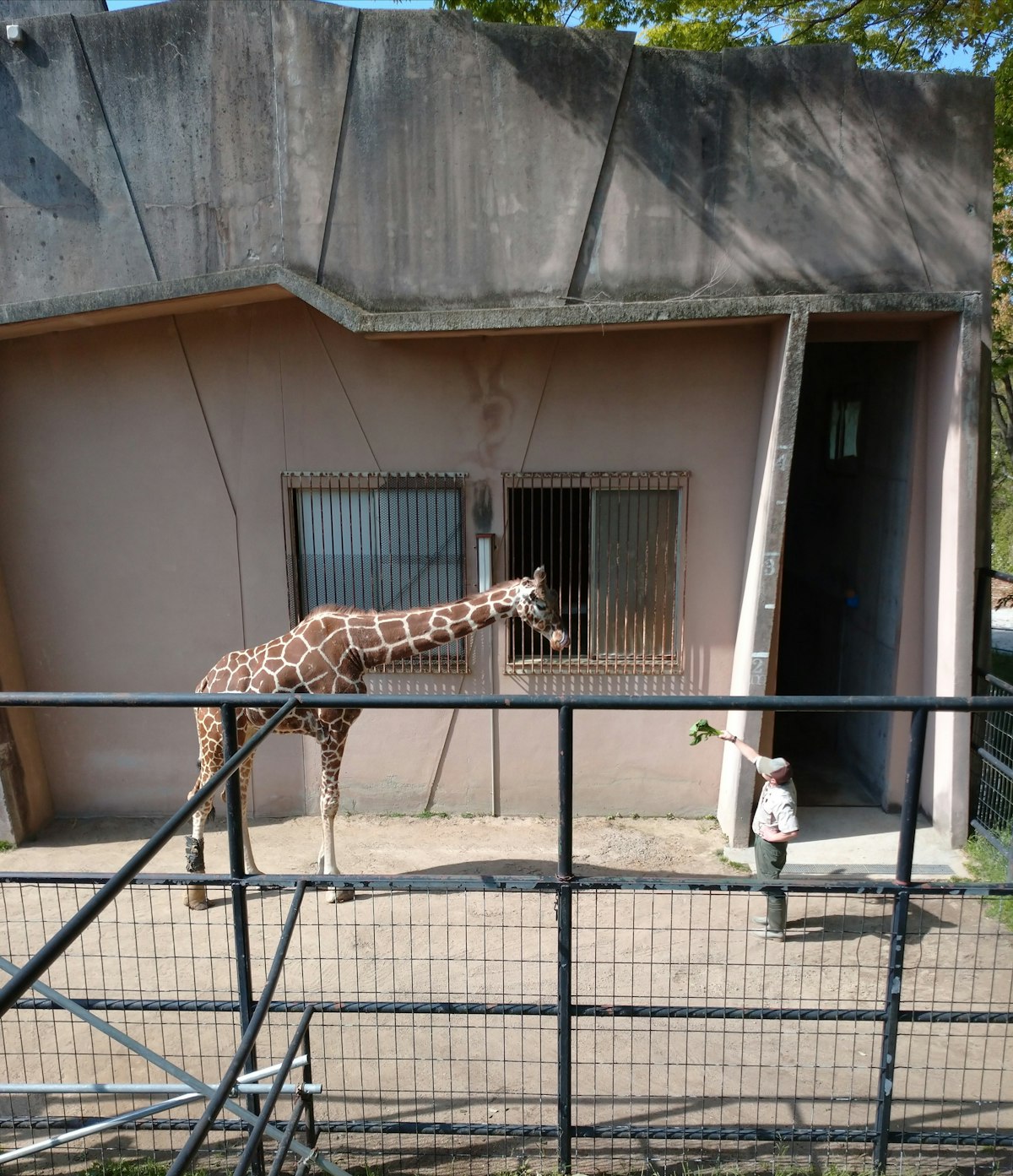 Zoo Urban Setting Photos | Download Royalty-Free Images & High ...