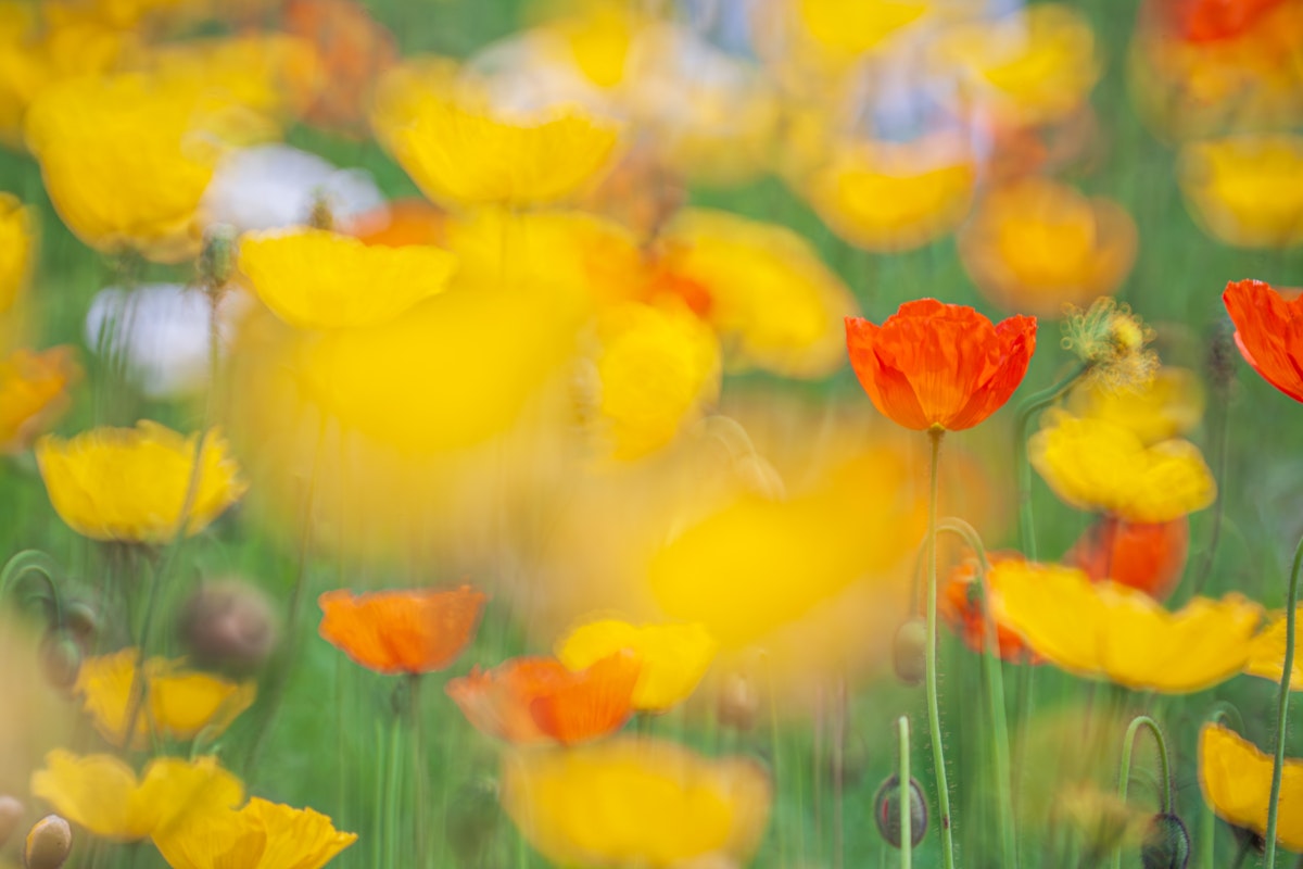 Warna Bunga Photos | Download Royalty-Free Images & High-Resolution ...