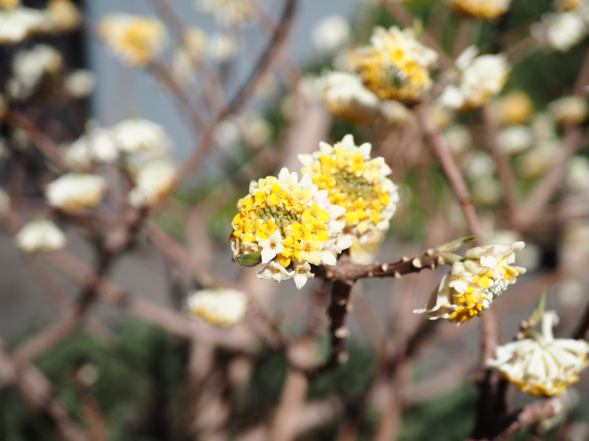 ミツマタ #ミツマタ #花 #黄色 #枝 #早春 #木 #庭木 #花木 #かわいい #美しい #樹木 #三叉 | にゃんとびえっちゃん | cizucu