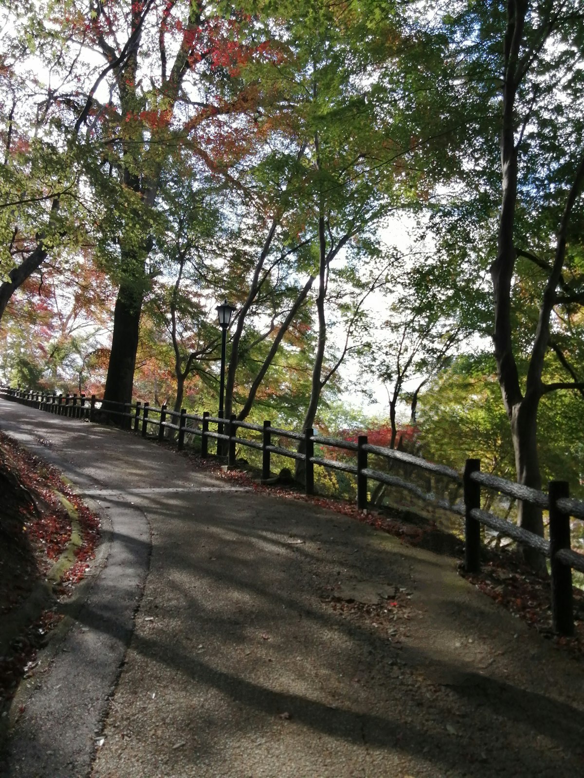 Colorful Trees Gradient Shades Photos | Download Royalty-Free Images ...