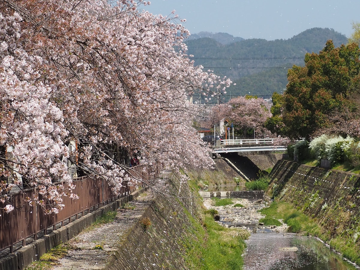 ＃桜 ＃桜並木 ＃川 ＃川沿い | YOSHIZAEMON | cizucu