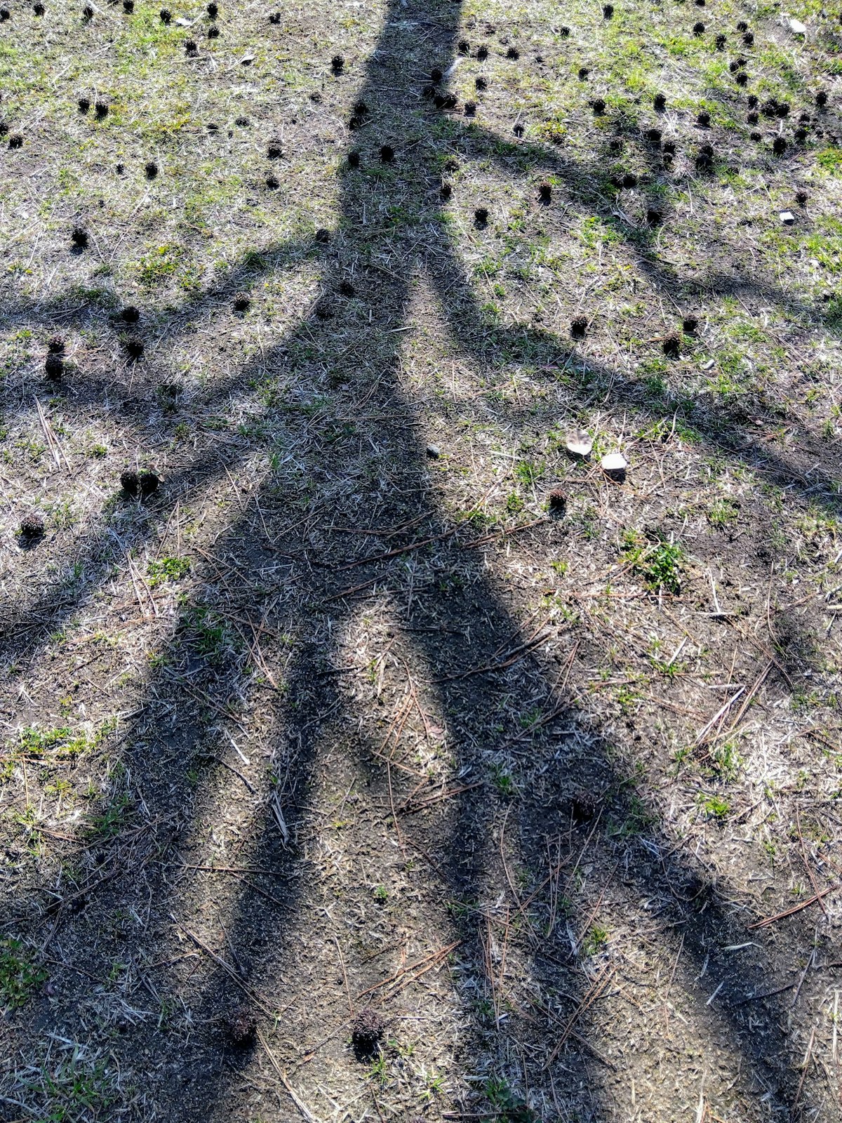 Large Tree Shadow At Sunset Photos | Download Royalty-Free Images ...