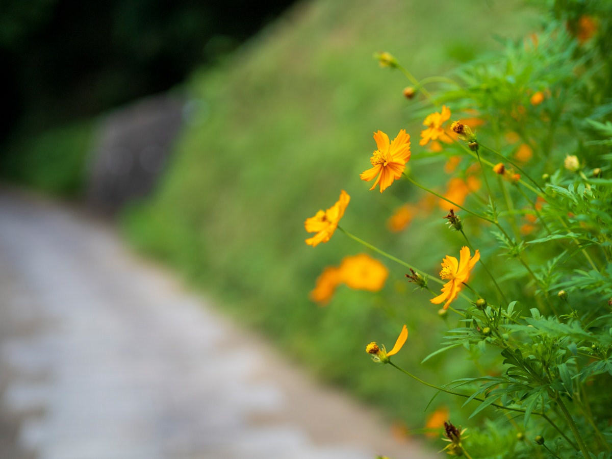 かめです | cizucu