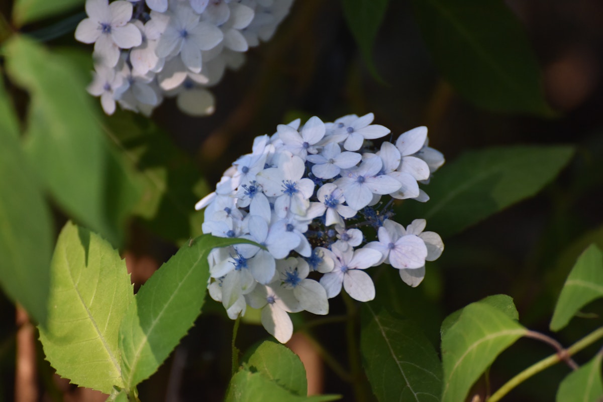 ＃山アジサイ 舞妓（舞妓）です | ayukawa | cizucu