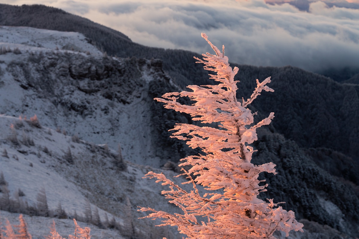 ต้นไม้แข็งの写真 | cizucu