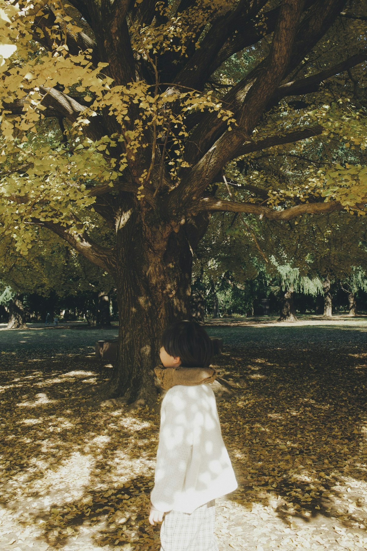 Fotos de ใบสีเหลือง | cizucu