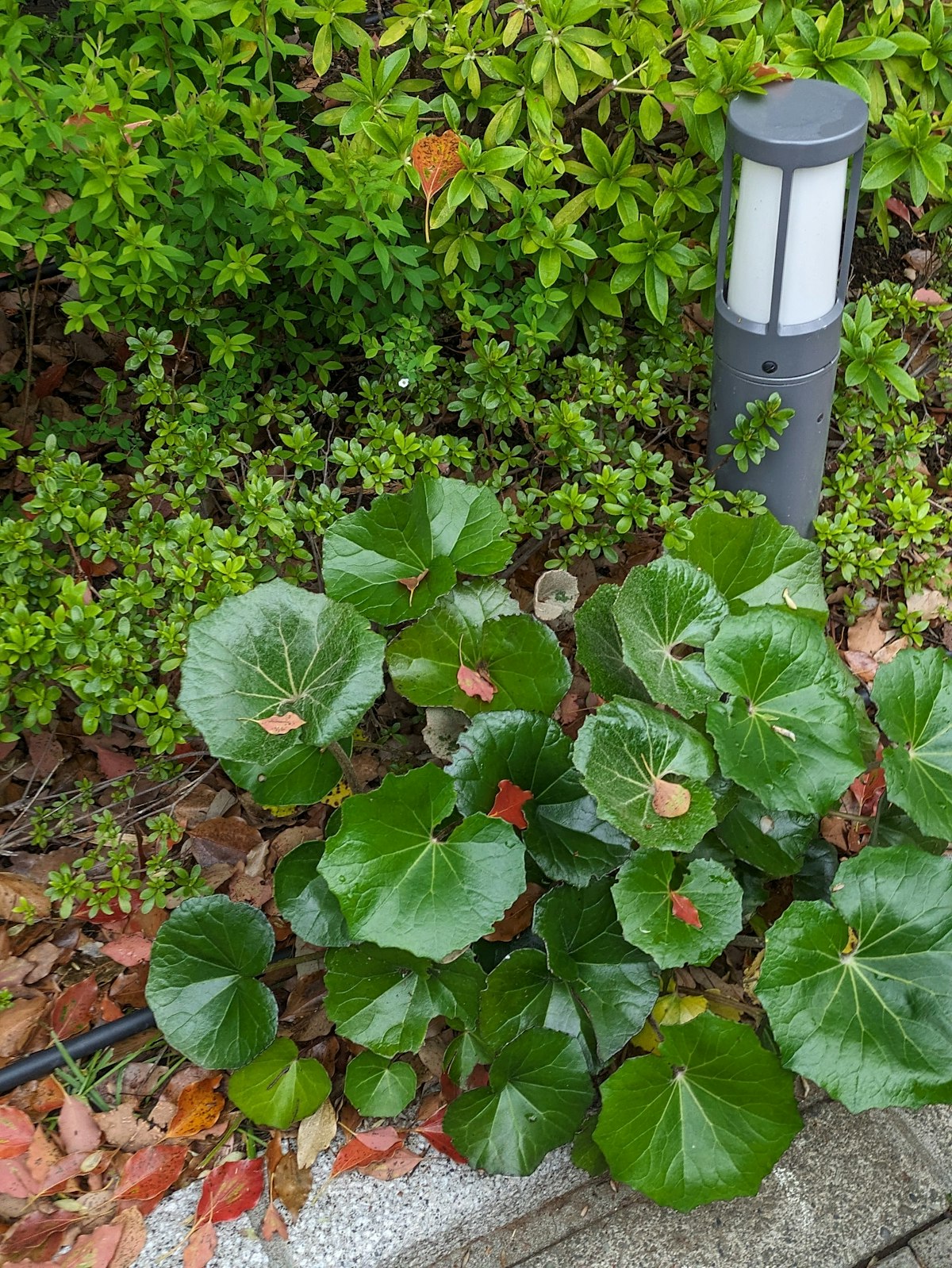 ツワブキの葉と外灯 #ツワブキ #葉 #春 #外灯 | みぃこ＊ | cizucu