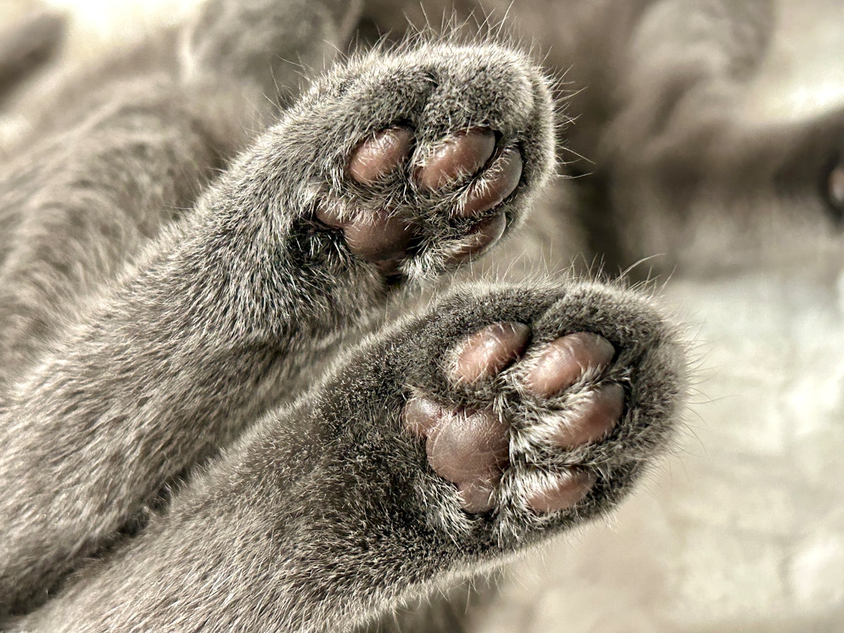 털의 Photos | Download Royalty-Free Images & High-Resolution Pictures | cizucu