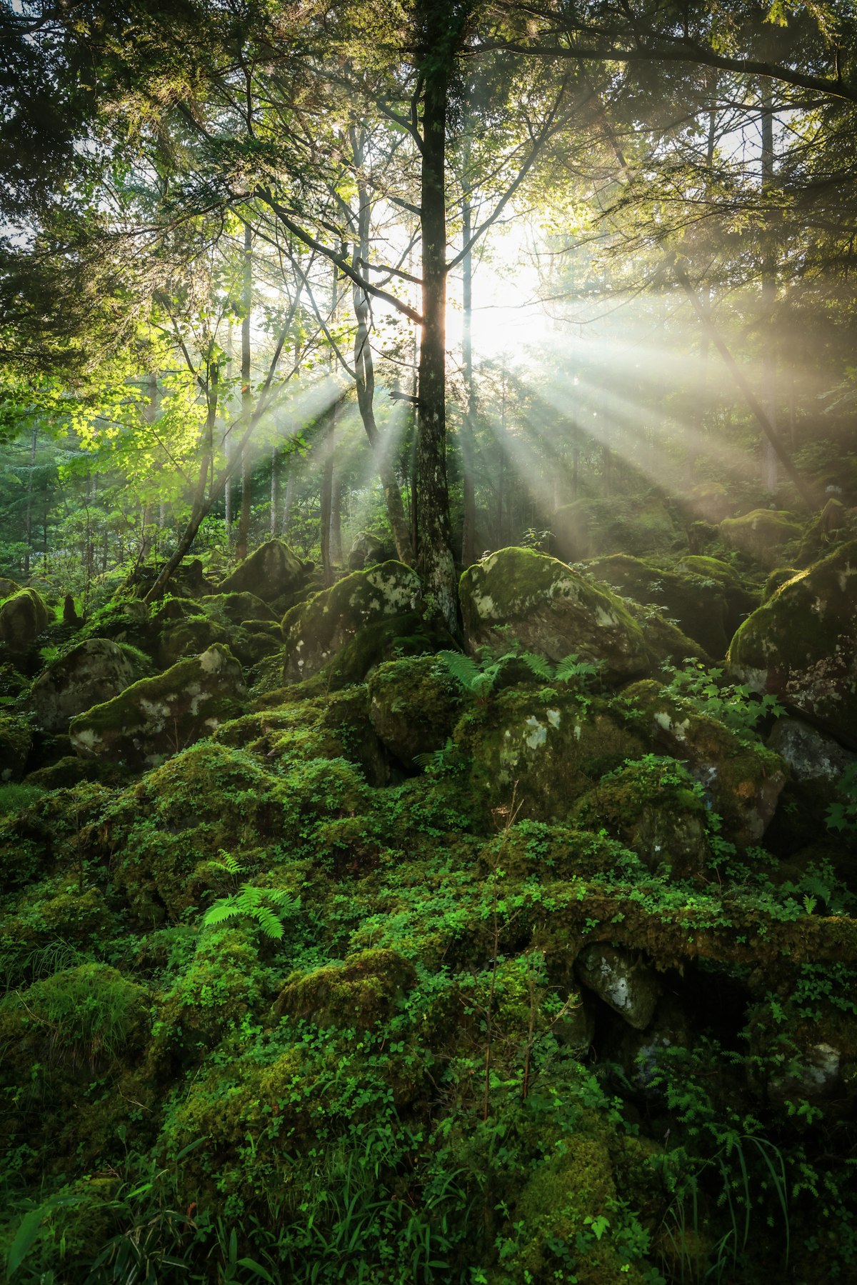 森の朝🌳☀️ | 橋向 真 | cizucu