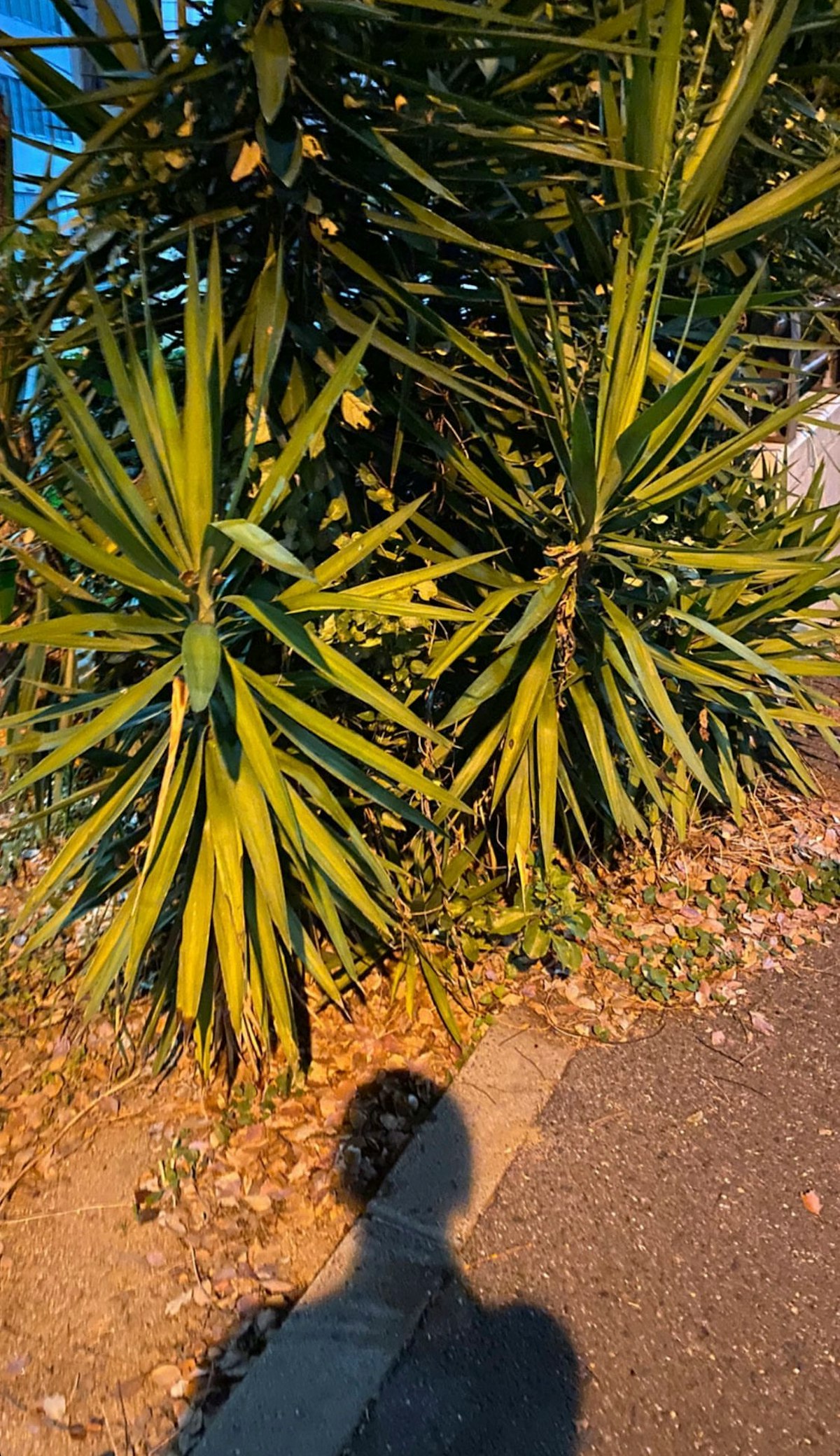 palme Photos | cizucu