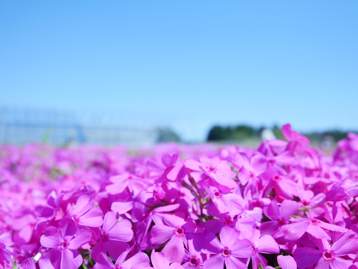 #芝桜 #春 #花畑 | Wendy | cizucu