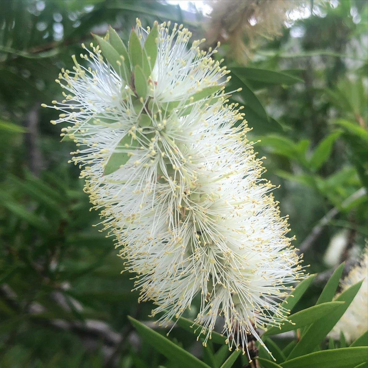 แปรงขวด Photos | Download Royalty-Free Images & High-Resolution ...