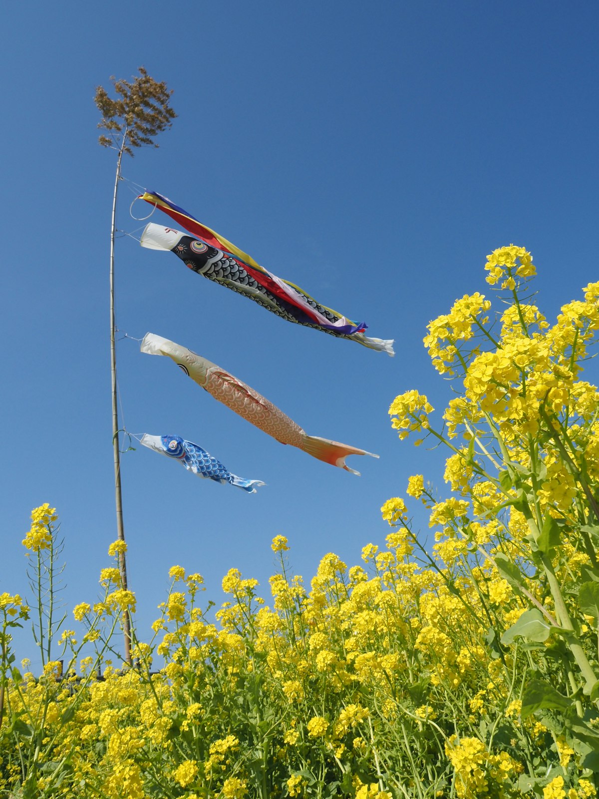 Fotos von ธงคอยโนโบริ | Lizenzfreie und hochauflösende Bilder herunterladen | cizucu