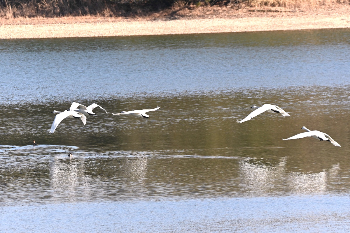＃コハクチョウ 飛んだ | ayukawa | cizucu