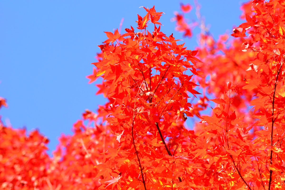 ภาพถ่าย ใบแดง ใบไม้ฤดูใบไม้ร่วง | ดาวน์โหลดรูปภาพปลอดค่าลิขสิทธิ์และความละเอียดสูง | cizucu