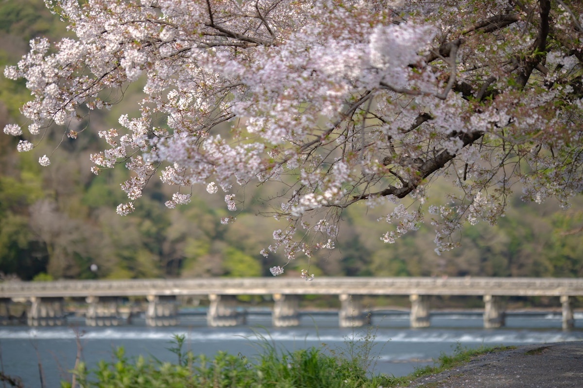 桜 山道の風景 的照片 | 下載免版稅及高解析度圖片 | cizucu